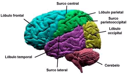 Contenido complementario